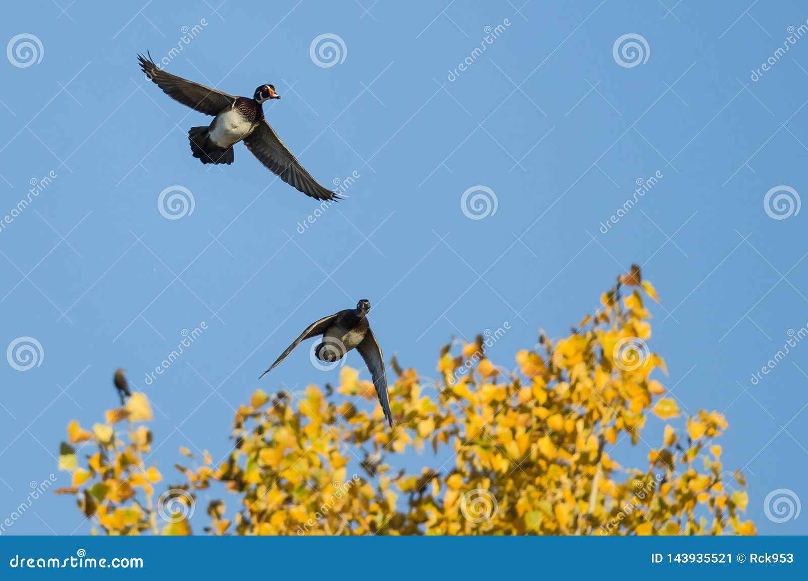 Pair of Wood Ducks Flying Low Over the Autumn Trees Stock Image - Image ...