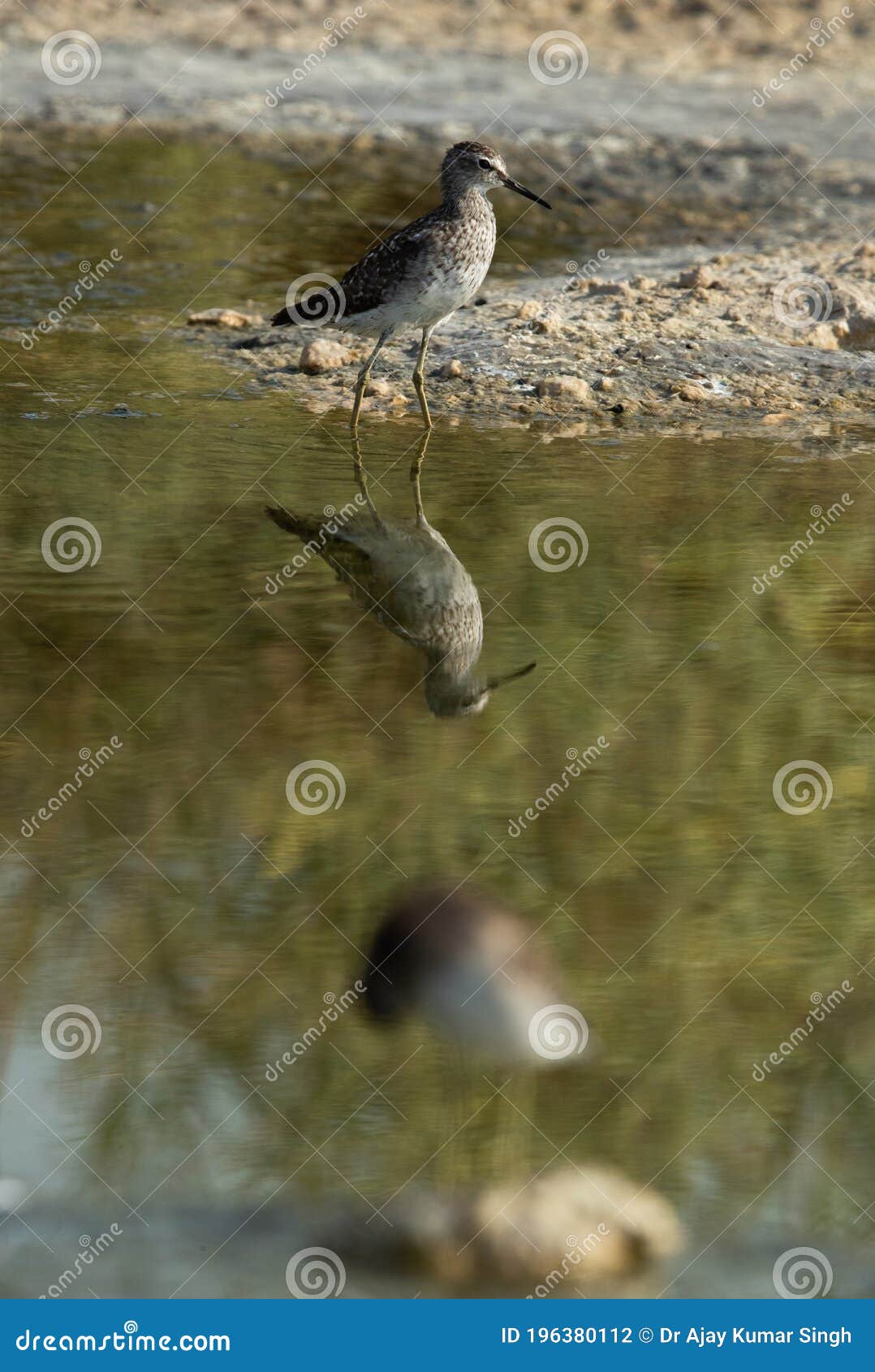 A Pair of Wood Sandpiper at Asker Marsh, Bahrain. Selective Focus in ...