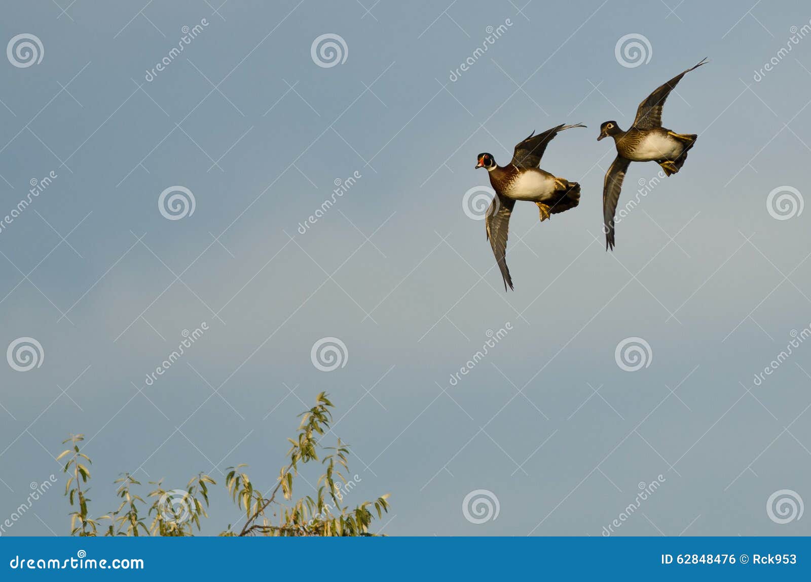 Pair of Woods Ducks Coming in for a Landing Over the Trees Stock Photo ...