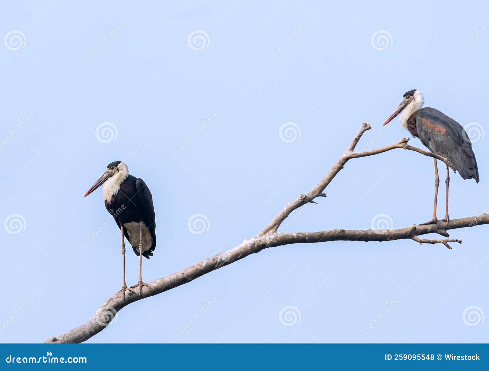 A Pair of Wool Neck Stork on a Tree Stock Photo - Image of bill, park ...