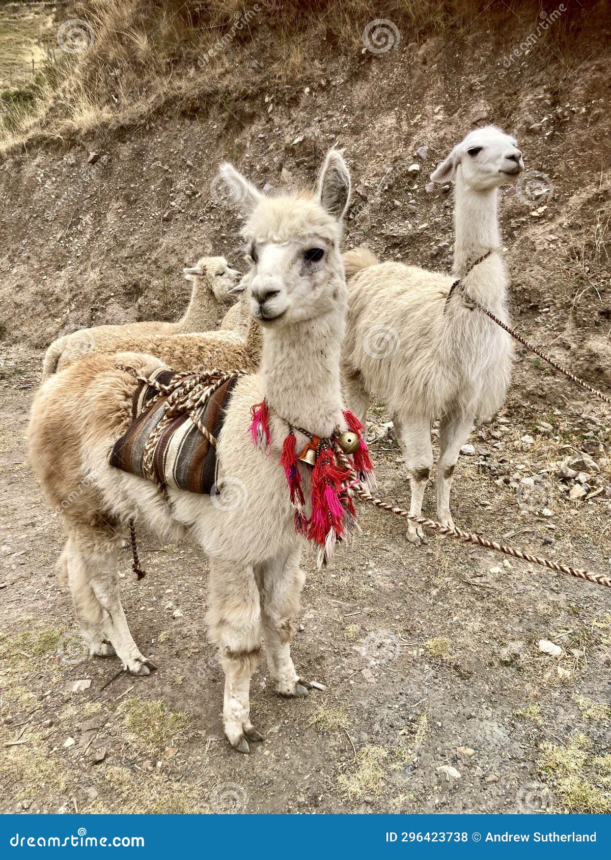 A Pair of Brown Alpacas on a Path in Peru. Stock Photo - Image of wool ...