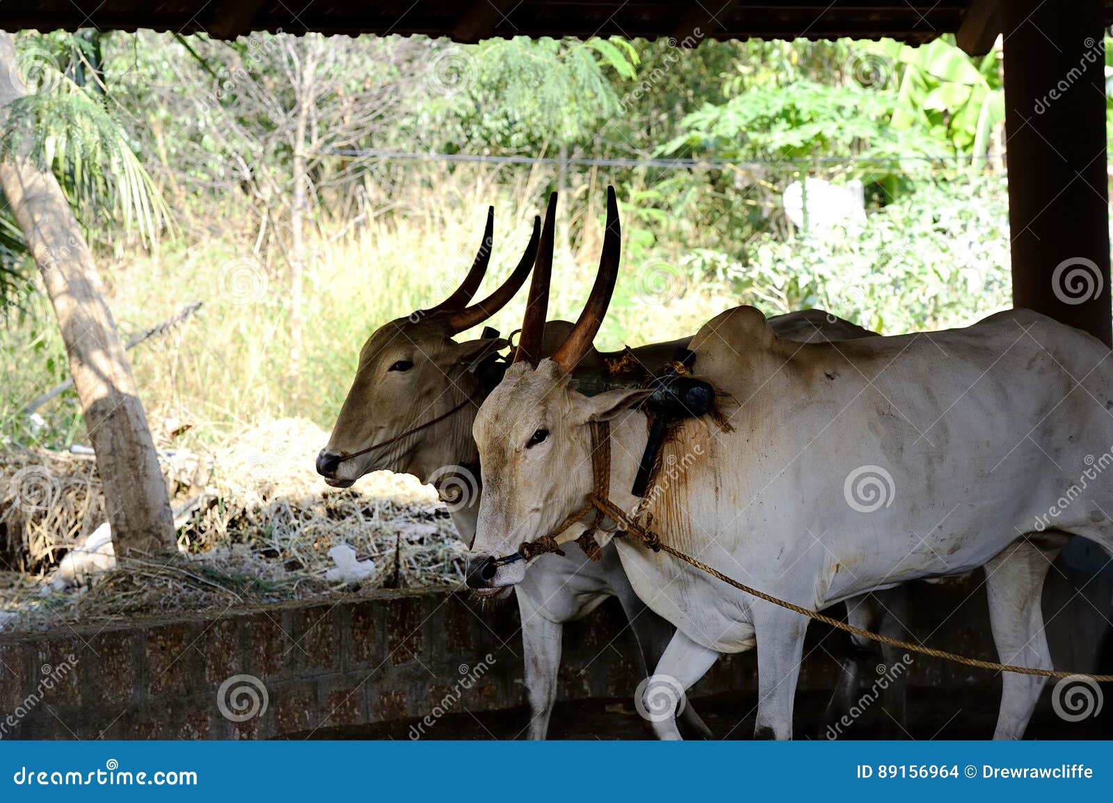Pair of working Oxen stock photo. Image of working, sesame - 89156964