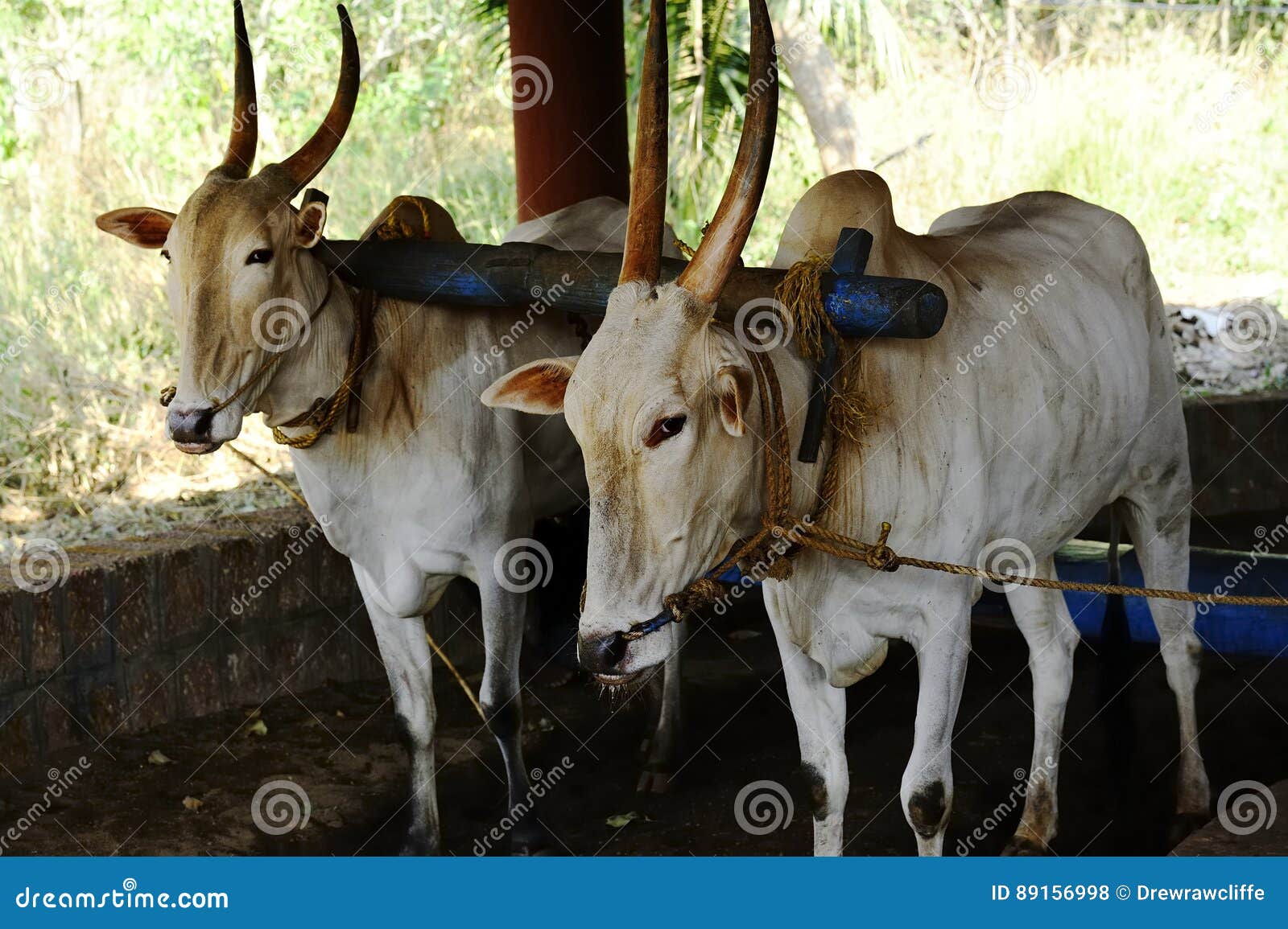 Pair of working Oxen stock photo. Image of bullock, tamden - 89156998