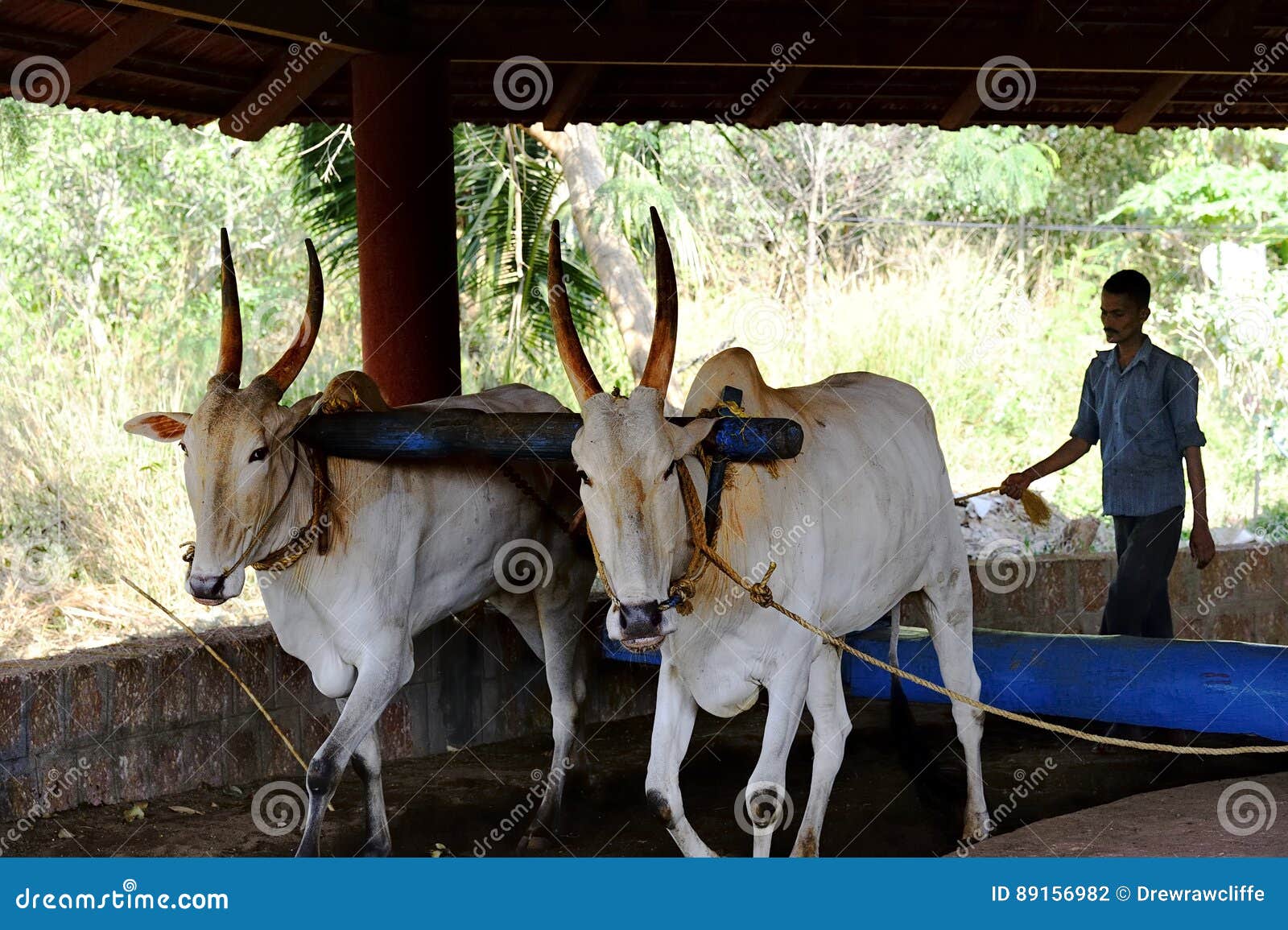 Pair of working Oxen editorial photography. Image of oxen - 89156982