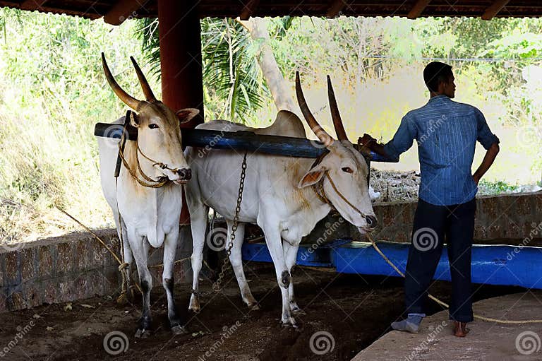 Pair of working Oxen editorial photography. Image of india - 89157112
