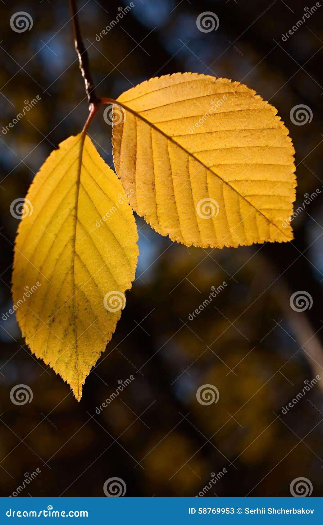 Pair of Yellow Autumn Birch Foliage Stock Image - Image of color, sunny ...