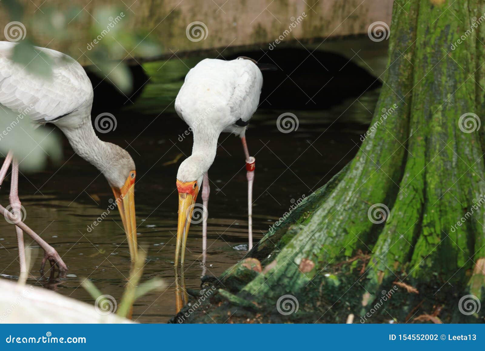 Pair of Yellow-billed Storks Fishing in a Pond Stock Photo - Image of ...