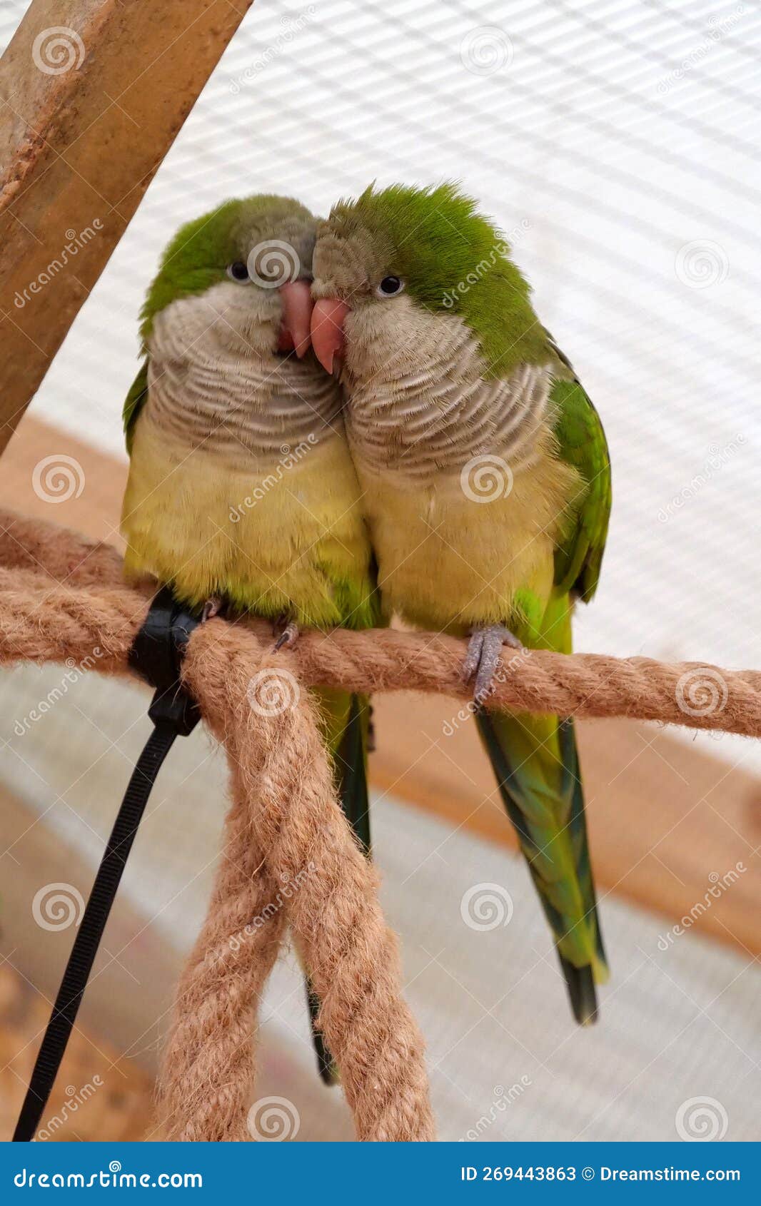 Pair of Yellow-green Parrots Sits on Rope in an Aviary Stock Image ...