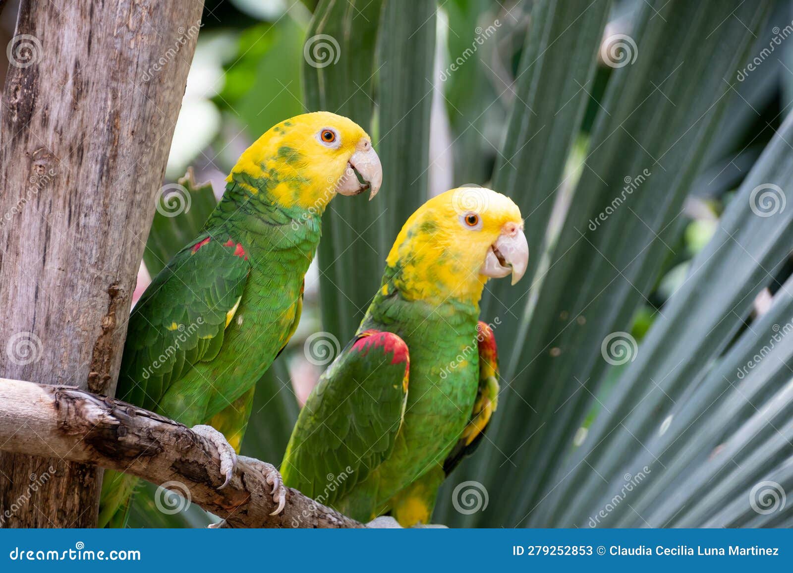Pair of Yellow-headed Parakeets Resting on a Tree Branch. Stock Image ...