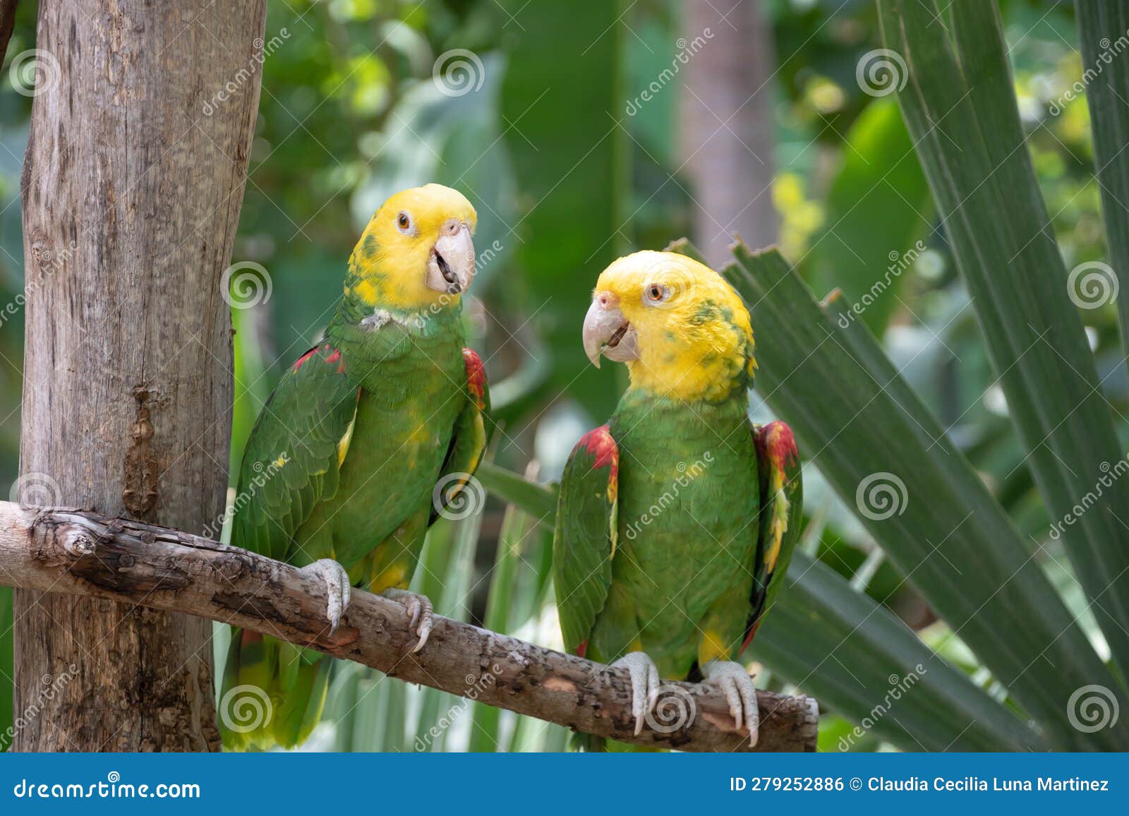 Pair of Yellow-headed Parakeets Resting on a Tree in the Jungle Stock ...