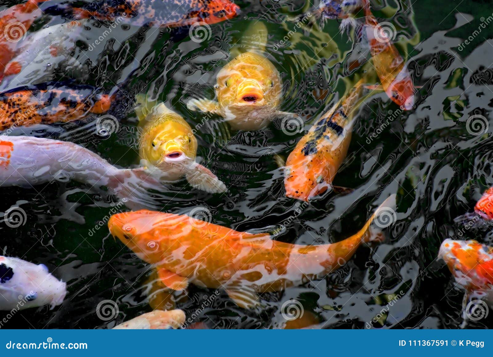 Koi Fish stock image. Image of asian, oriental, chinese - 111367591