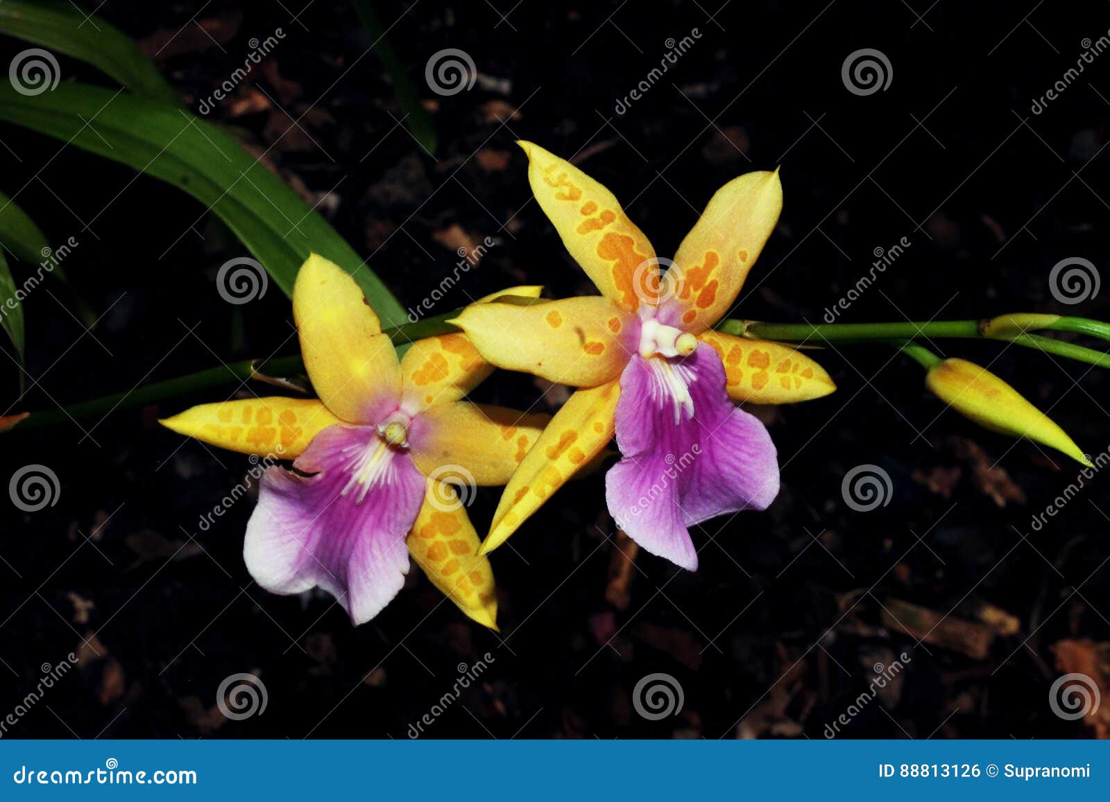 Pair of Yellow orchid stock photo. Image of flower, garden - 88813126