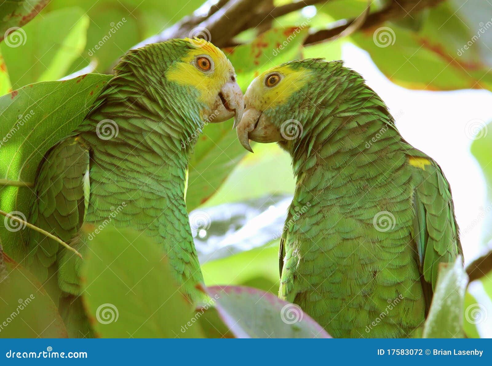 Pair of Yellow-shouldered Amazon Parrots Stock Photo - Image of bonaire ...