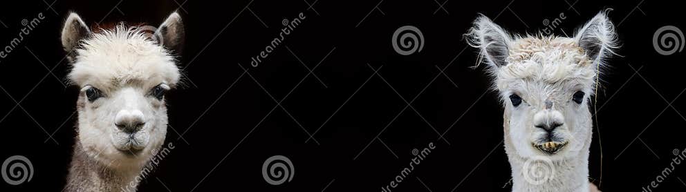 Pair of Young Alpacas, Isolated with Copy Space Stock Photo - Image of ...