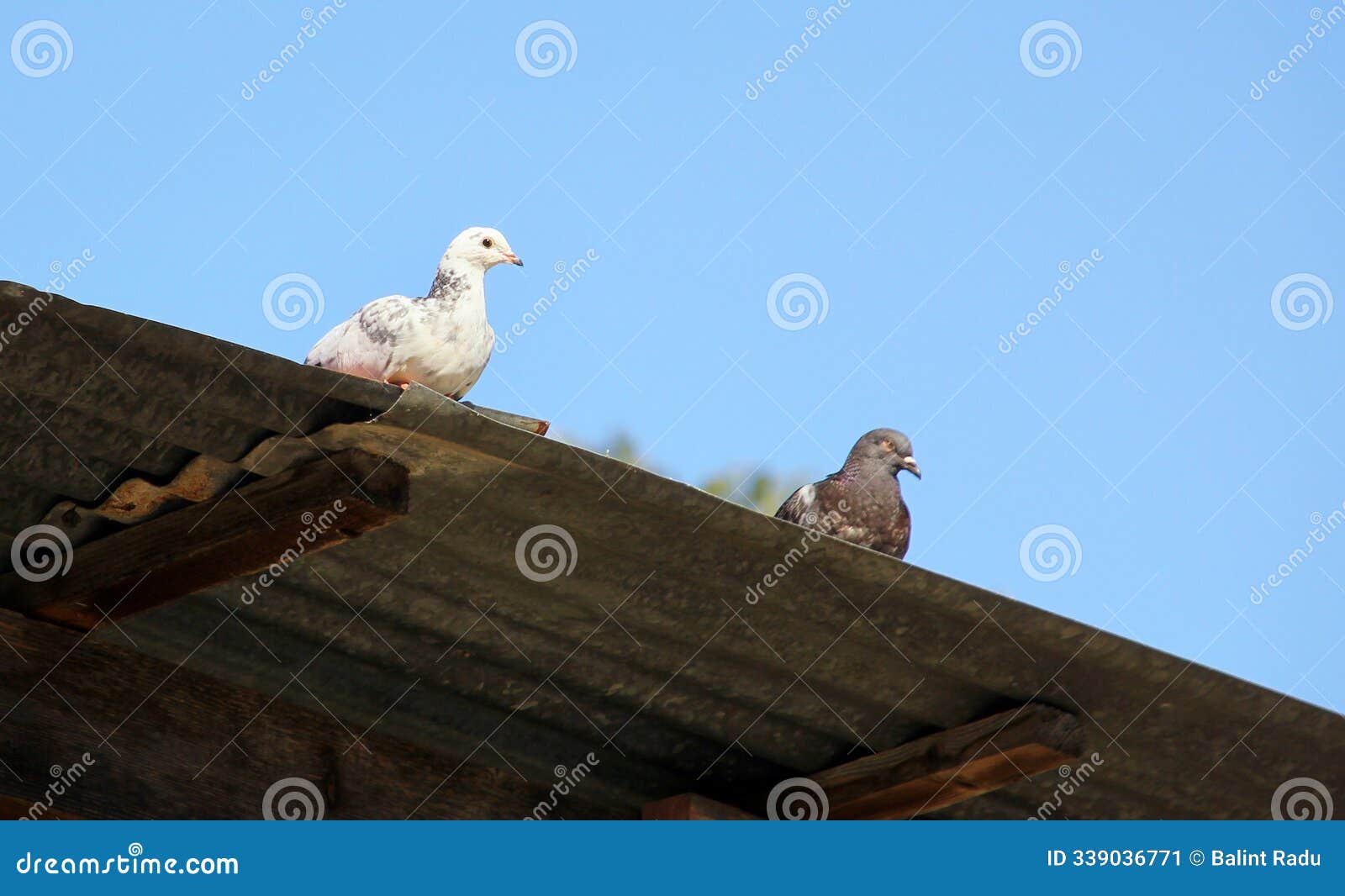 A Pair of Young Doves Sitting on a Old Roof Stock Image - Image of ...