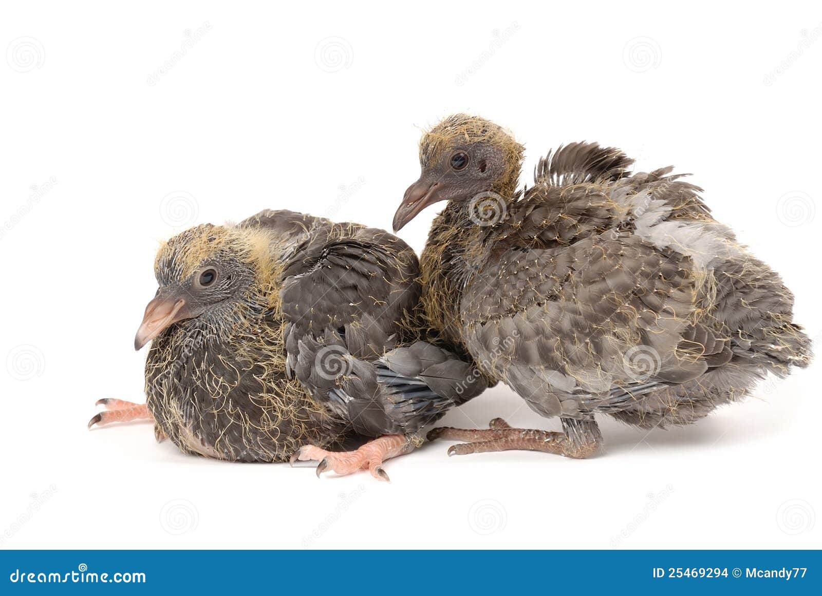 Pair Young Doves on a White Background Stock Photo - Image of beak ...