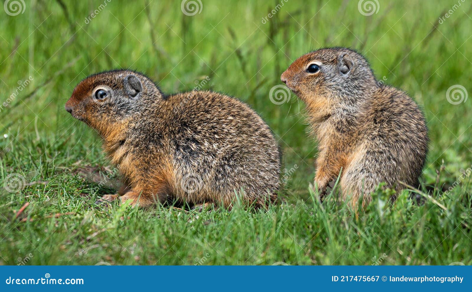 Pair of Young Wild Ground Squirrels Back To Back Stock Image - Image of ...