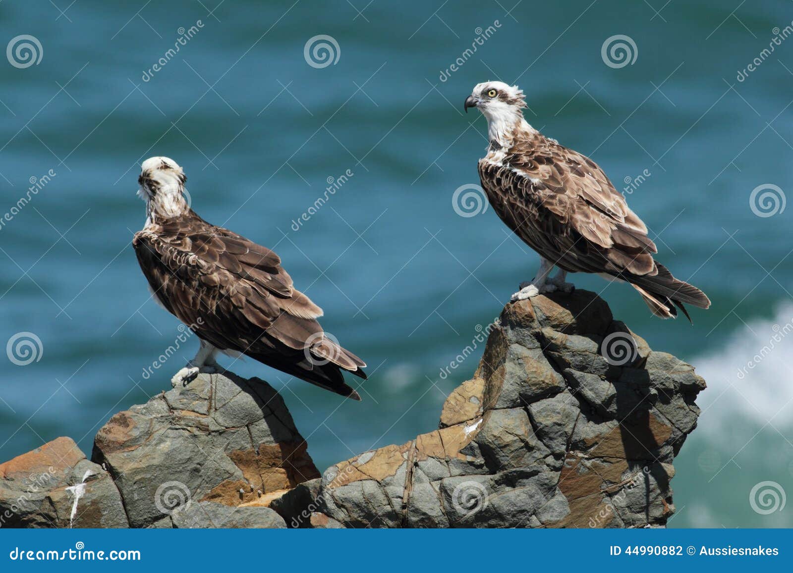 Pair of Young Osprey Perched on Rocks. Stock Photo - Image of feather ...