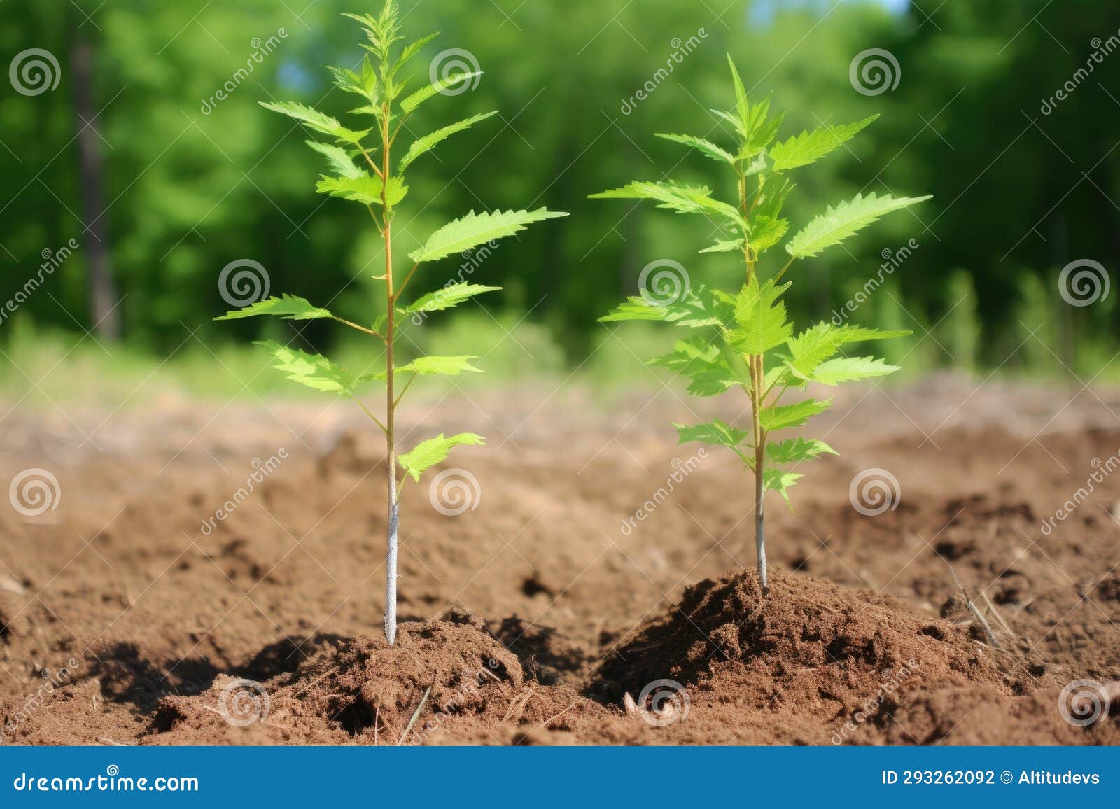 A Pair of Young Tree Saplings of the Same Species Next To Each Other ...