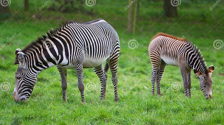 Pair of Zebra stock photo. Image of plains, black, white - 2219578