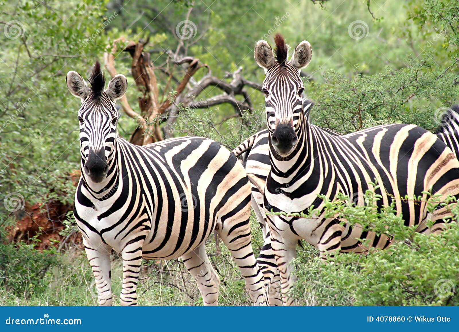 Pair of zebra stock photo. Image of black, exotic, parallel - 4078860