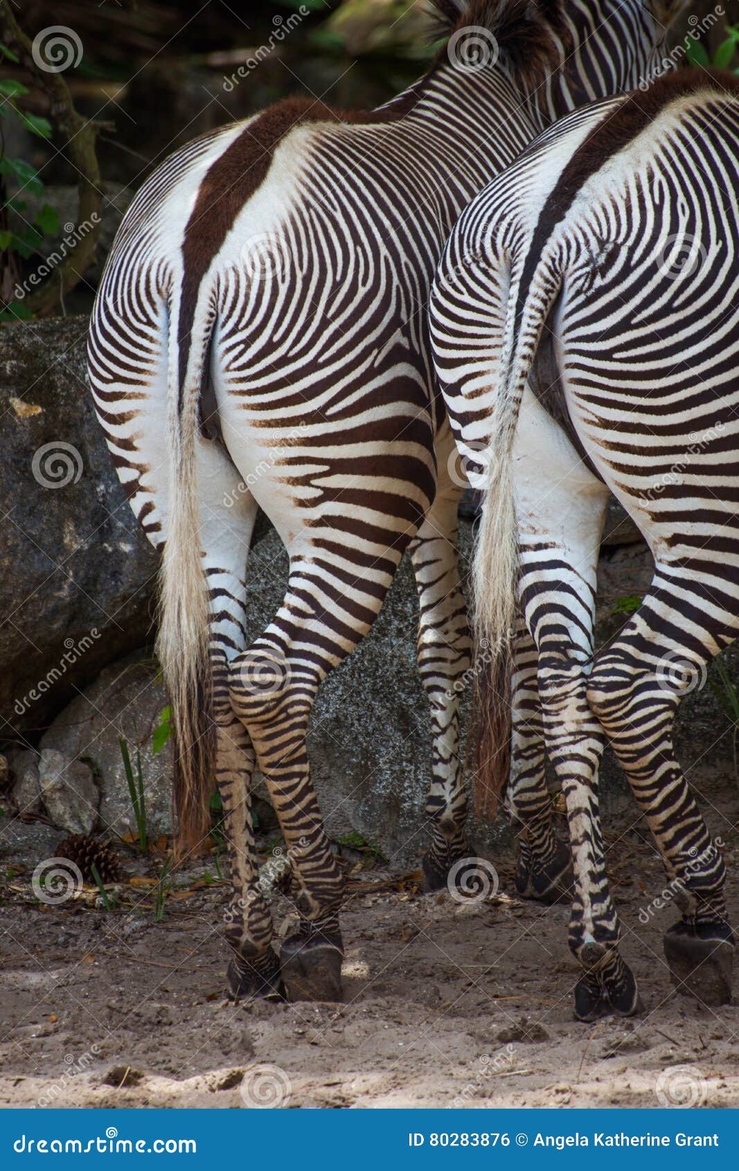Pair of Zebras with Back Side or Butts To Camera Stock Photo - Image of ...