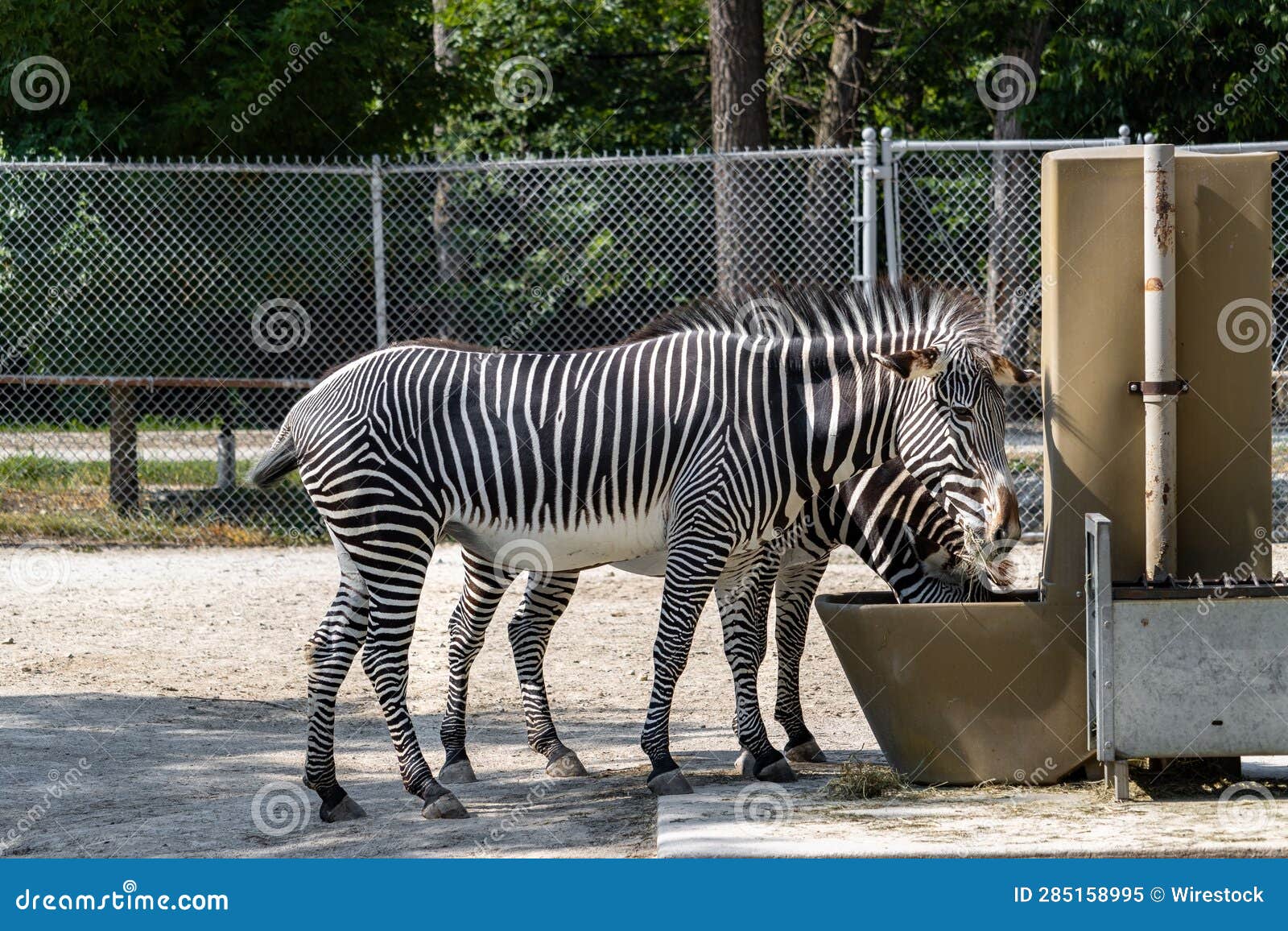 Pair of Zebras Eating from a Feeder in a Zoo Habitat Stock Image ...