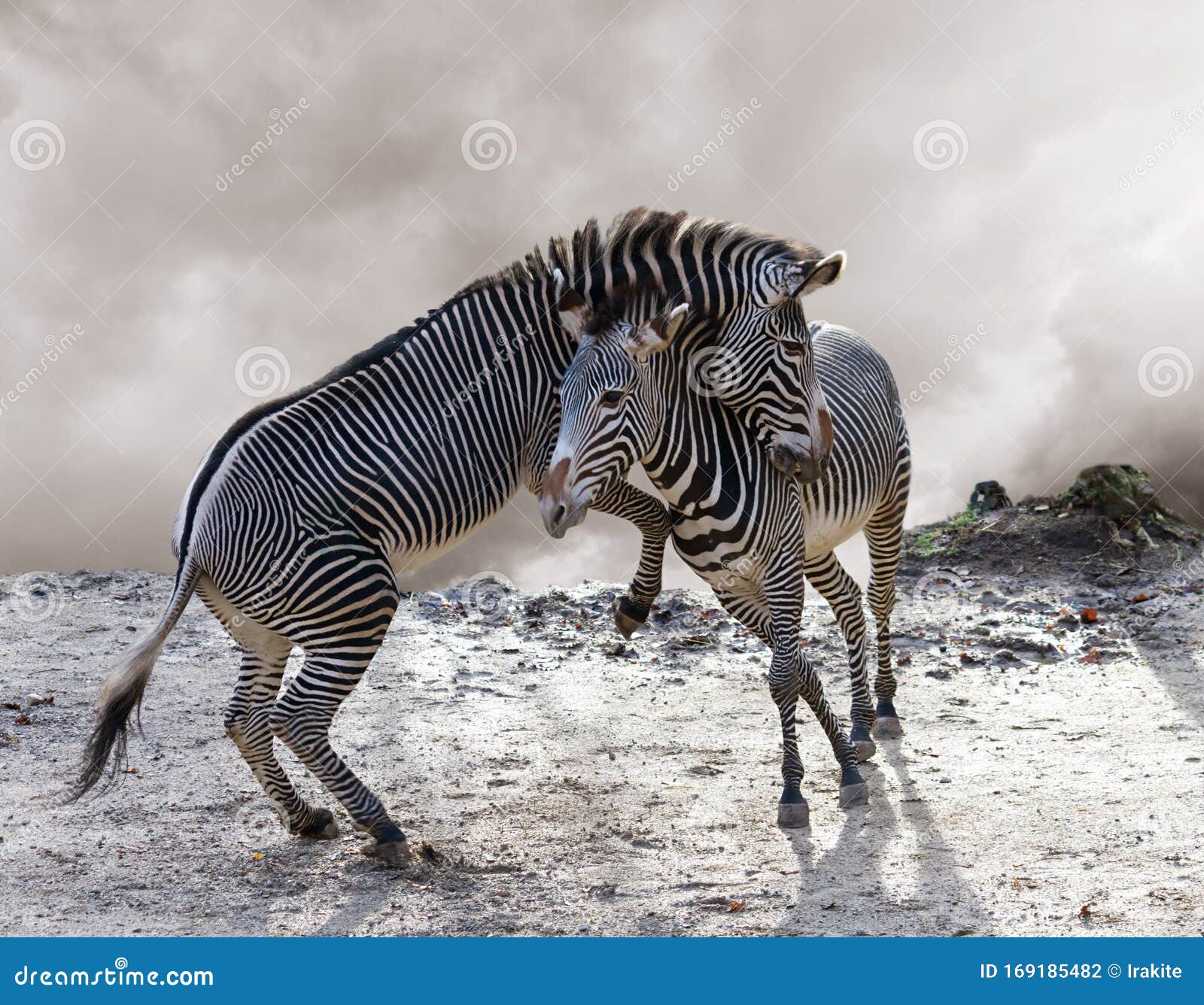 Pair of Zebras in the Fight Stock Photo - Image of motion, equine ...