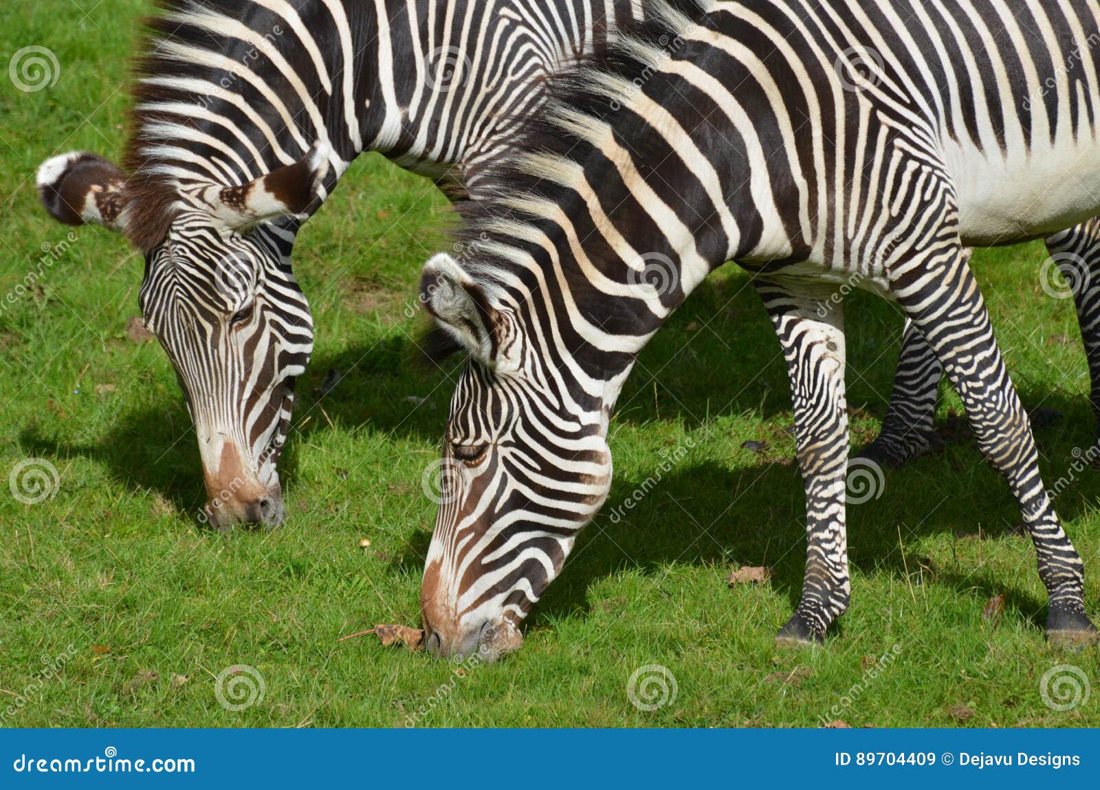 Pair of Zebras Grazing Together on a Prairie Stock Image - Image of ...