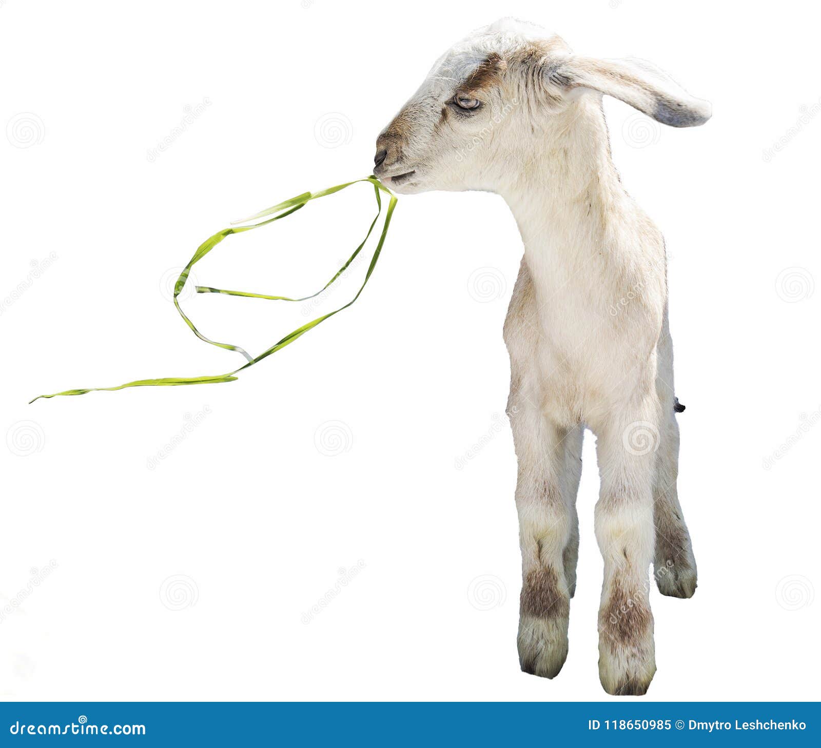 Paira No Fundo Branco, Cultivando, Animal, Ungulate, Fundo Branco ...