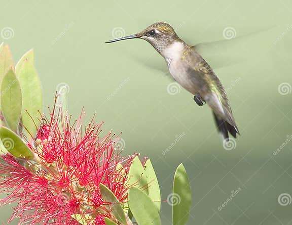 Pairar imagem de stock. Imagem de pairo, vermelho, velocidade - 206211