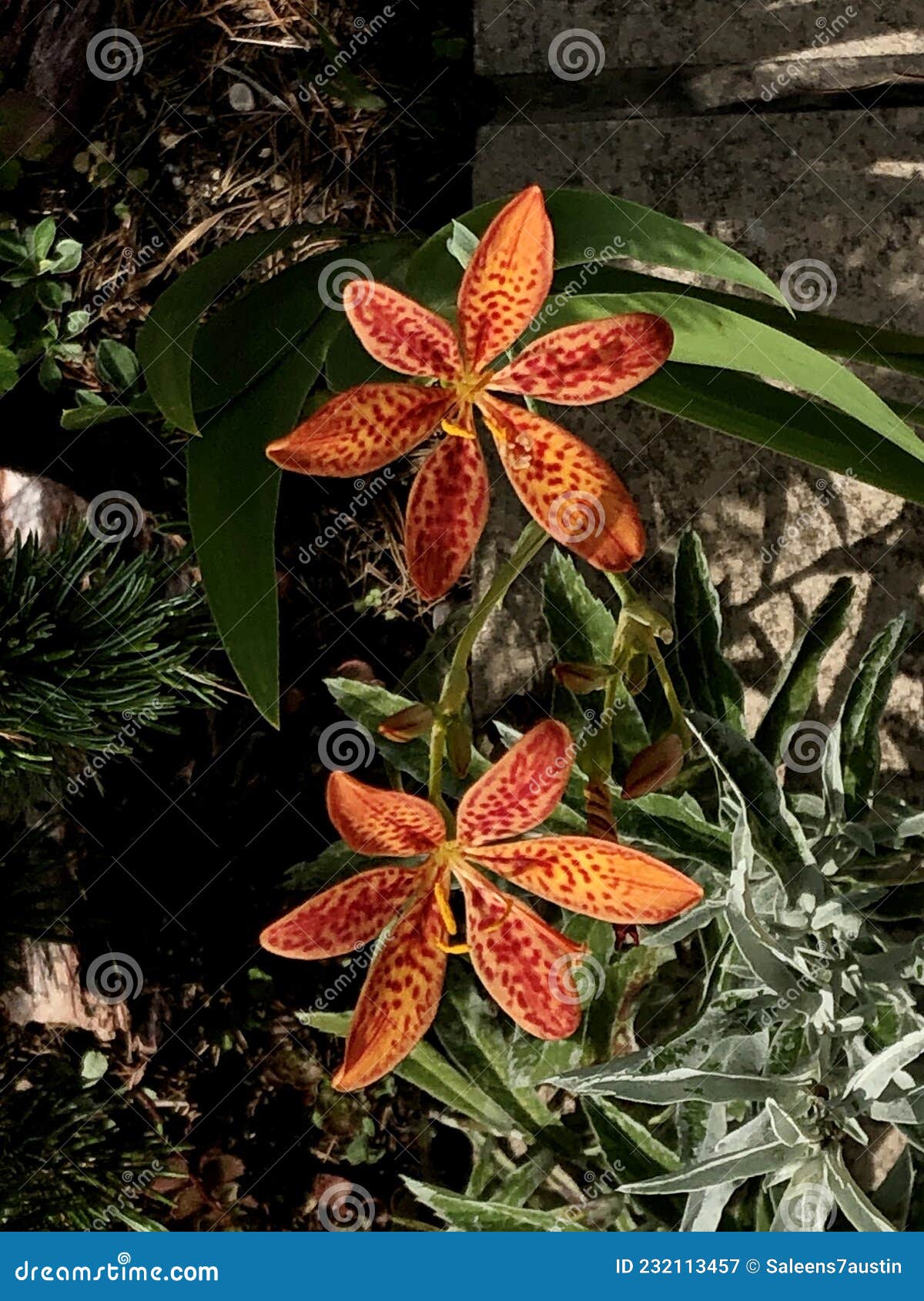 Paire de fleurs orange image stock. Image du paire, fleurs - 232113457