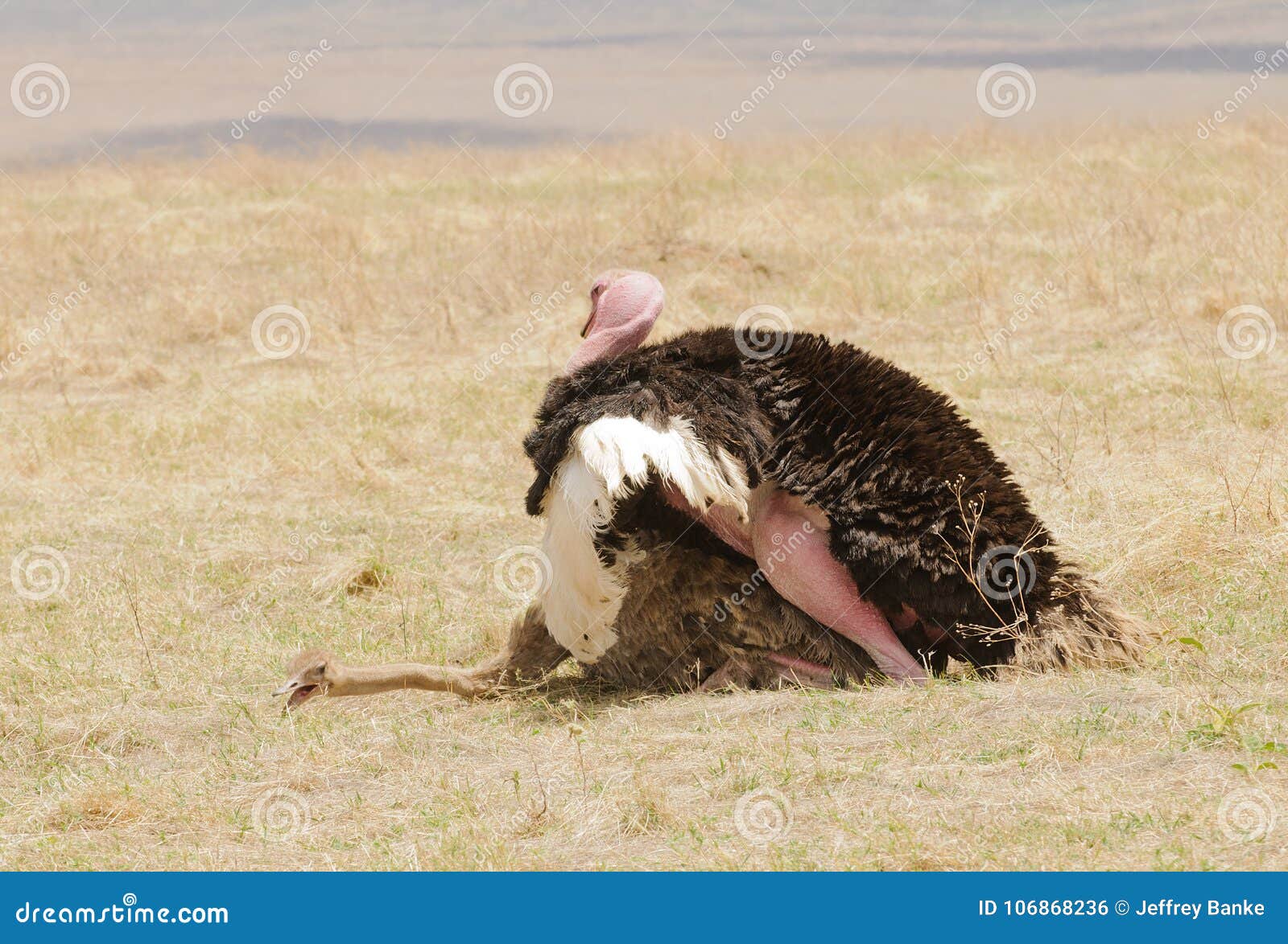 Paires D'accouplement D'autruches Photo stock - Image du rapports ...