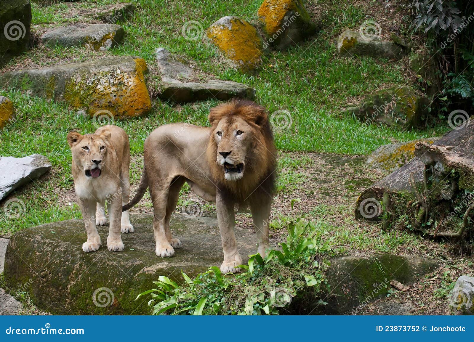 Paires De Accouplement De Lion Photo stock - Image du nature ...