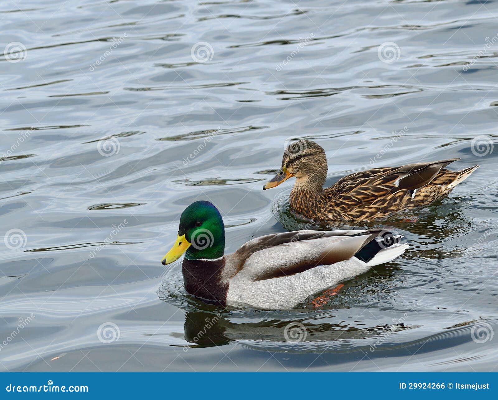 Paires De Canards De Canard, Photo stock - Image du femelle, paire ...