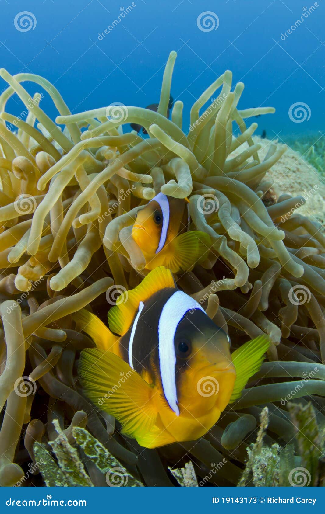Paires De La Mer Rouge Anemonefish Image stock - Image du anémone ...
