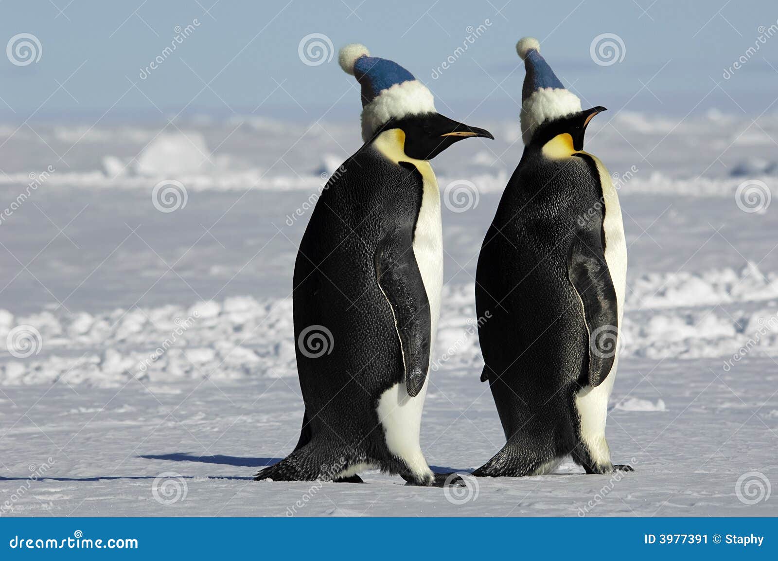 Paires De Pingouin Avec Des Capuchons Image stock - Image du extérieur ...