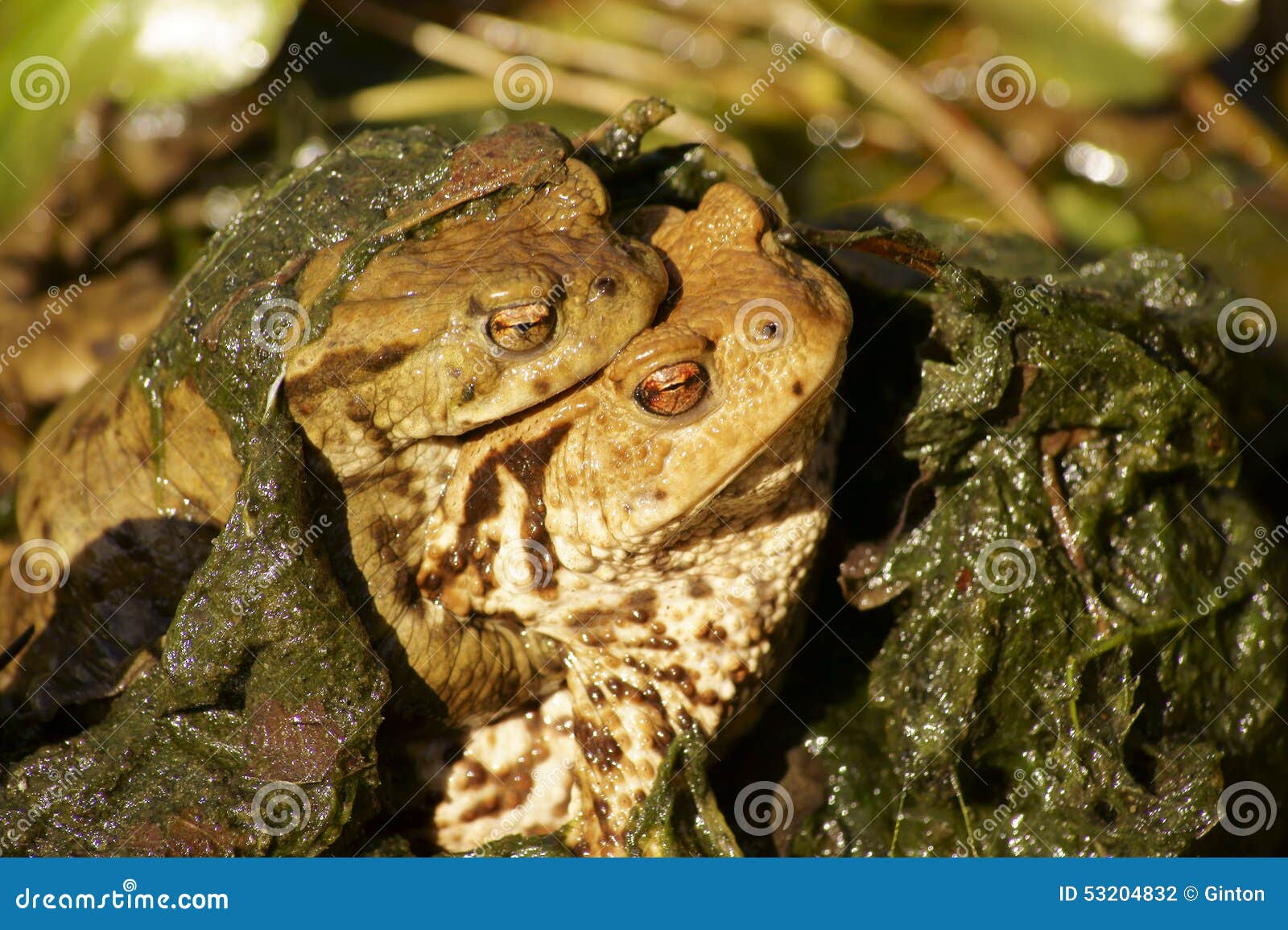 Pairing of the common toad stock photo. Image of brown - 53204832