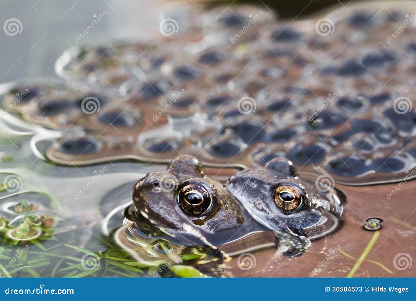 Pairing frogs with spawn stock image. Image of mate, closeup - 30504573