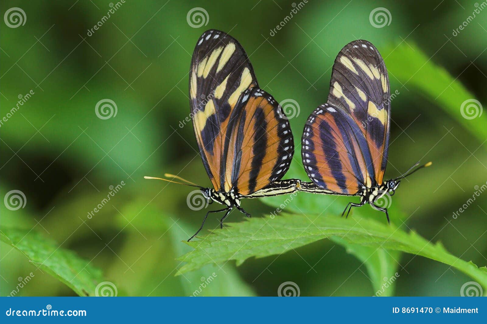 Pairing Heloconius Butterflies Stock Photo - Image of butterly, south ...