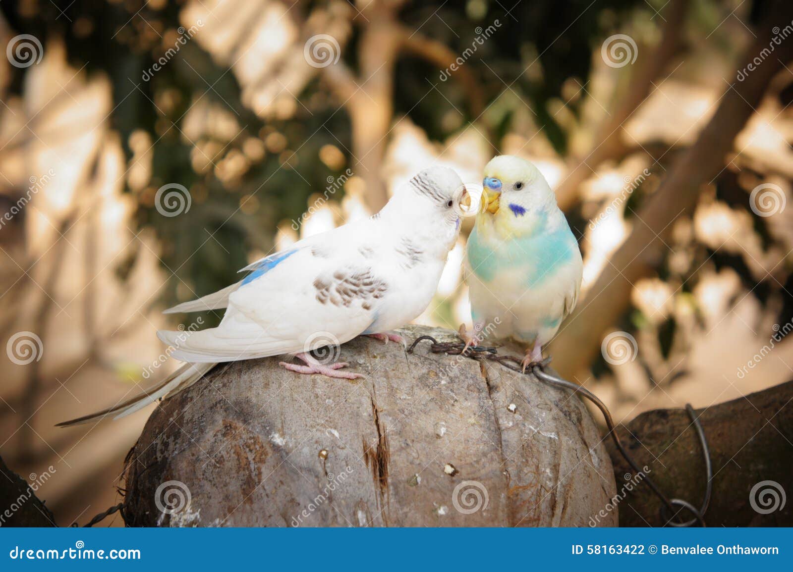 Pairs of Birds stock photo. Image of love, tropical, flying - 58163422