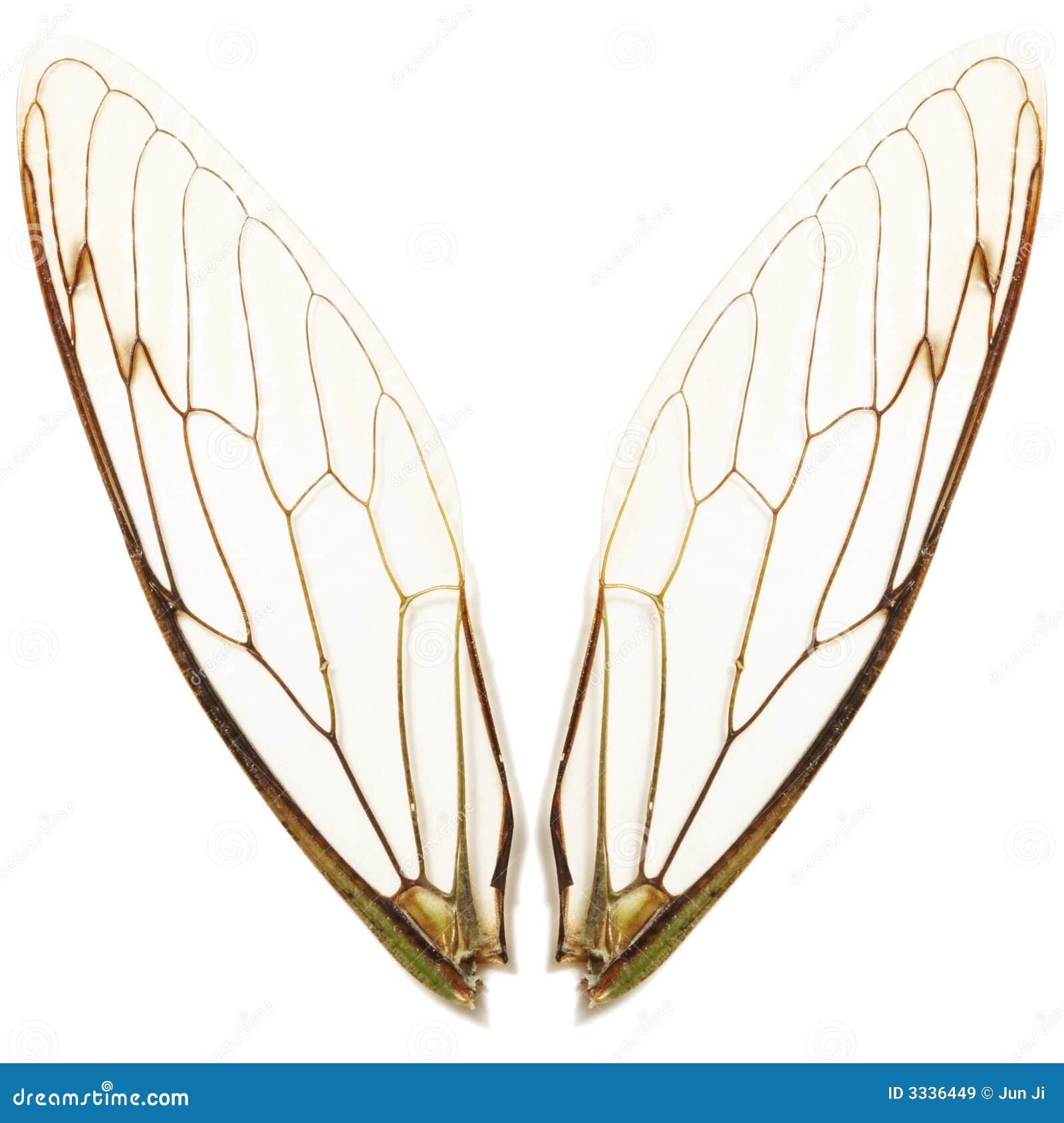 Pairs of cicada wings stock image. Image of shape, symmetry - 3336449