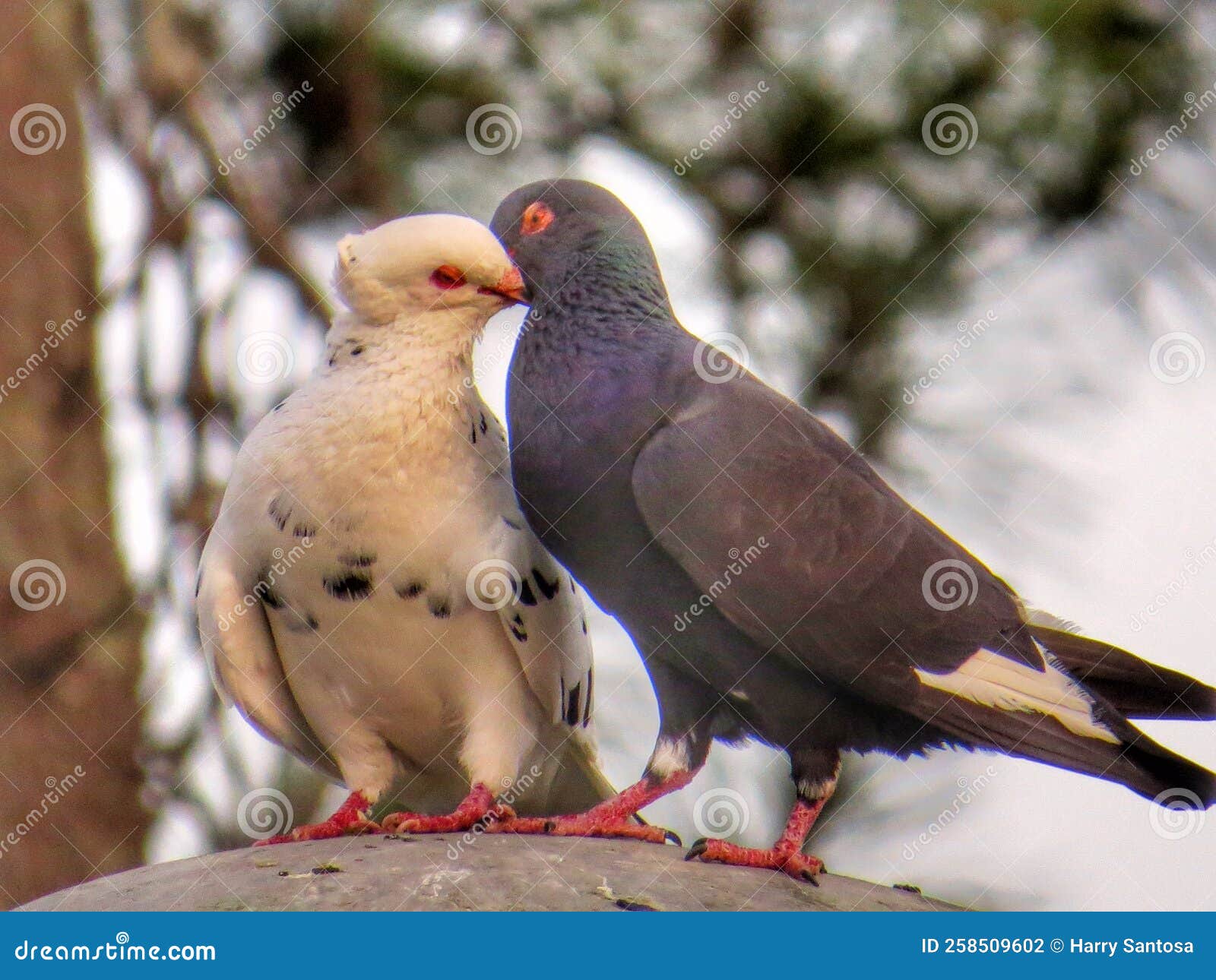 Pairs of dove in love stock photo. Image of forever - 258509602