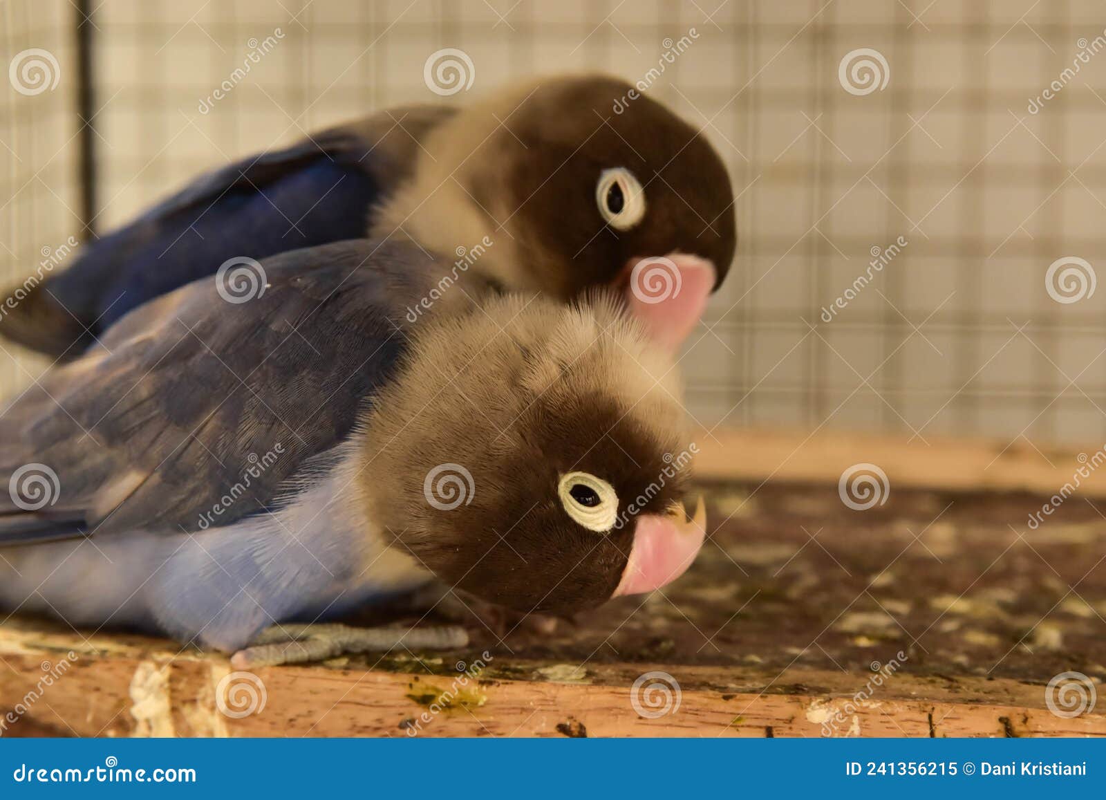 Pairs of Love Bird Playing on Cage Stock Image - Image of friendship ...