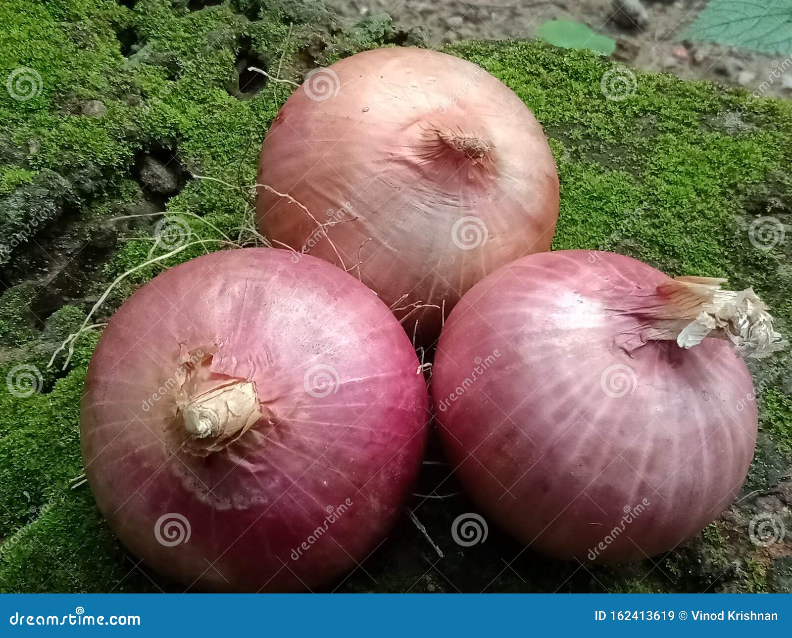 Pairs of Onion, Red Onion, Vegetable, Onion in Grass, Photo of Onion ...