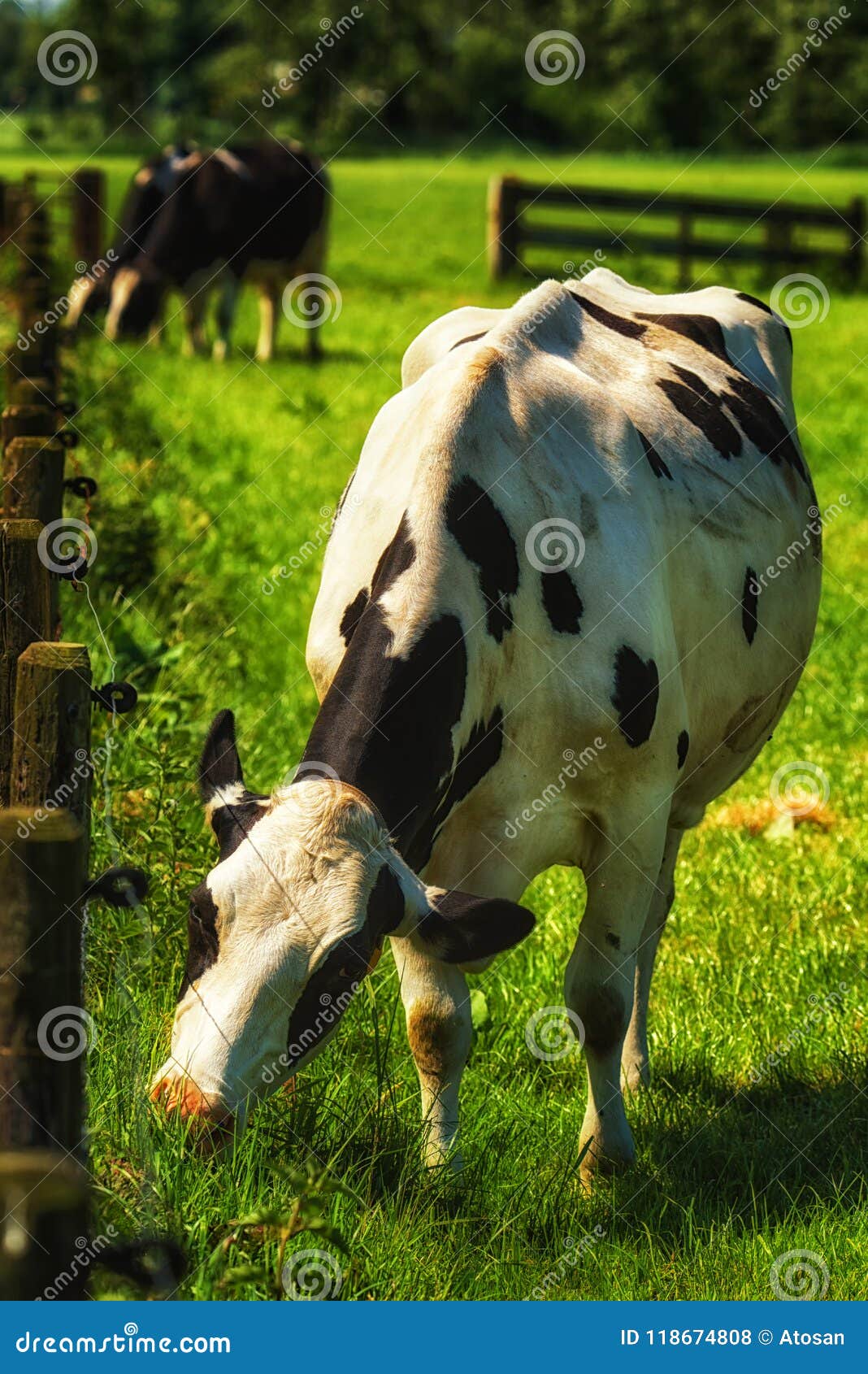 Paisagem Da Natureza Com Vaca Do Retrato Foto de Stock - Imagem de ...