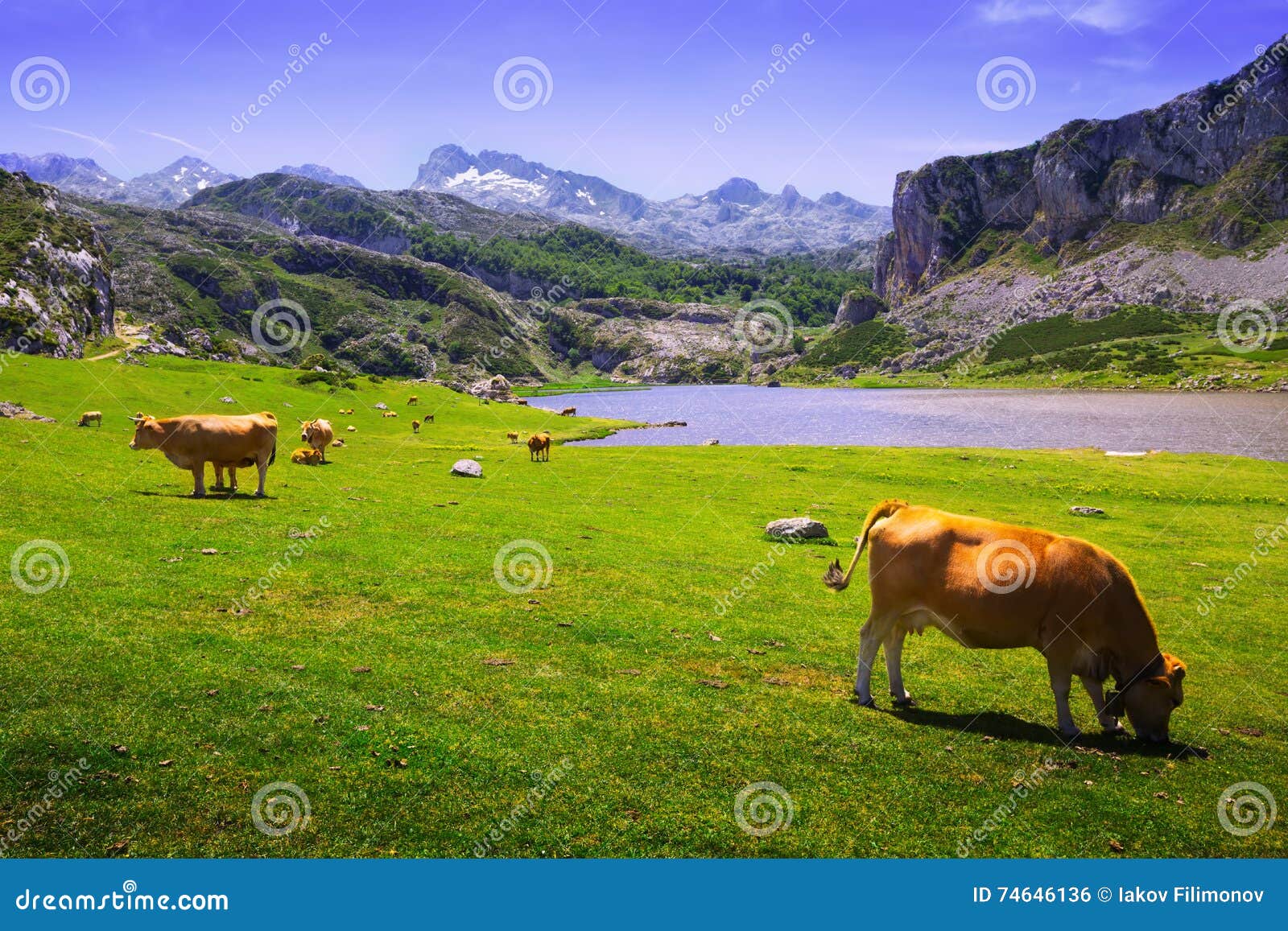 Paisagem Das Montanhas Com Lago E Pasto Foto de Stock - Imagem de gado ...