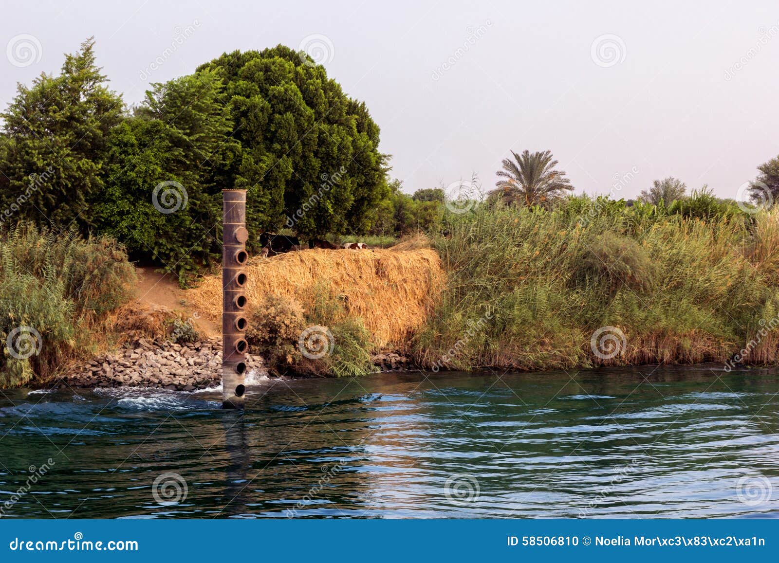 A paisagem do Nilo crocita foto de stock. Imagem de paisagem - 58506810