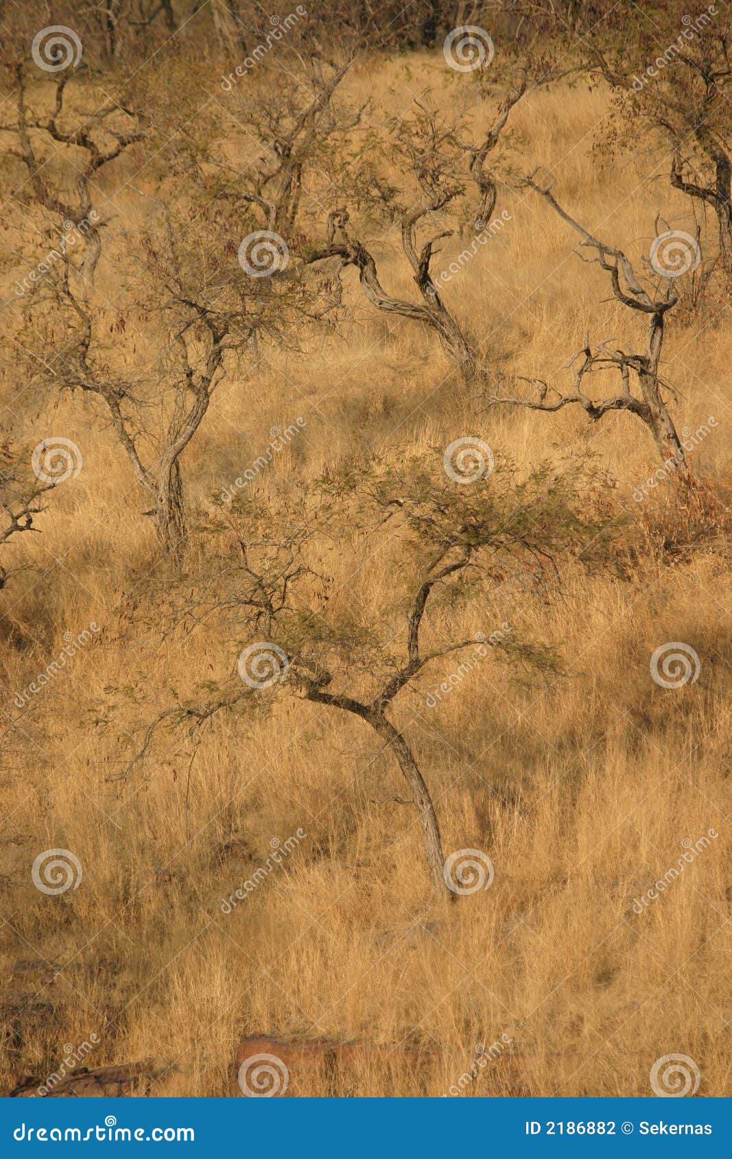 Paisagem Do Savana Da Floresta Foto de Stock - Imagem de floresta, nave ...