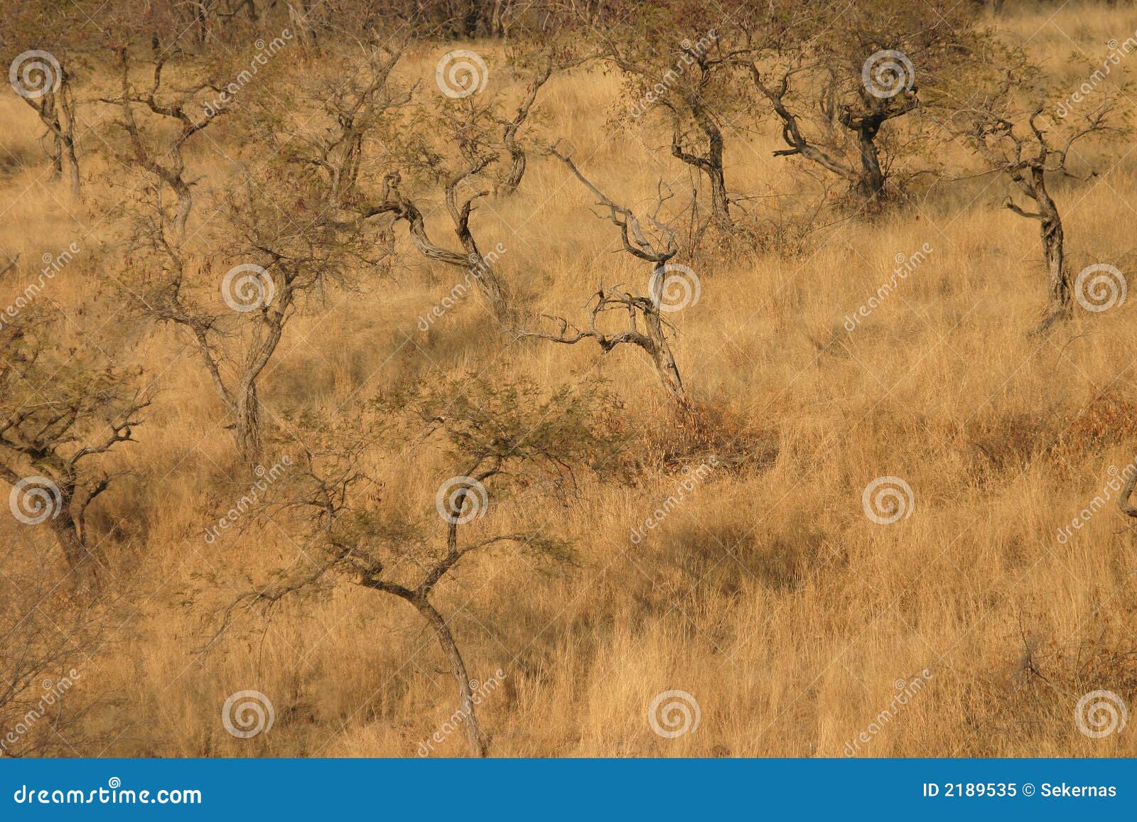 Paisagem Do Savana Da Floresta Imagem de Stock - Imagem de paisagem ...